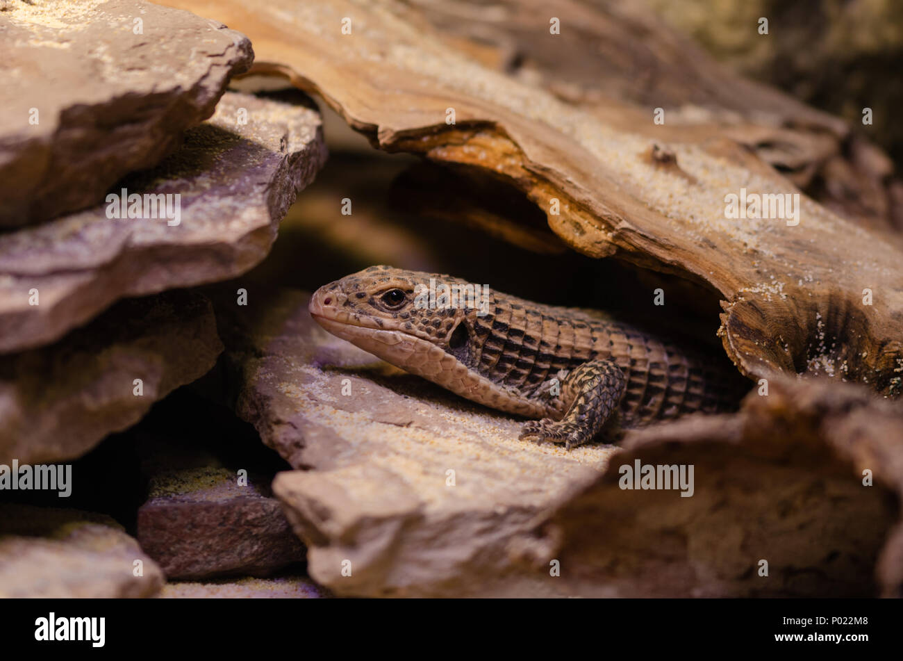Sudan plated lizard (Gerrhosaurus major) sitting under a stone Stock ...