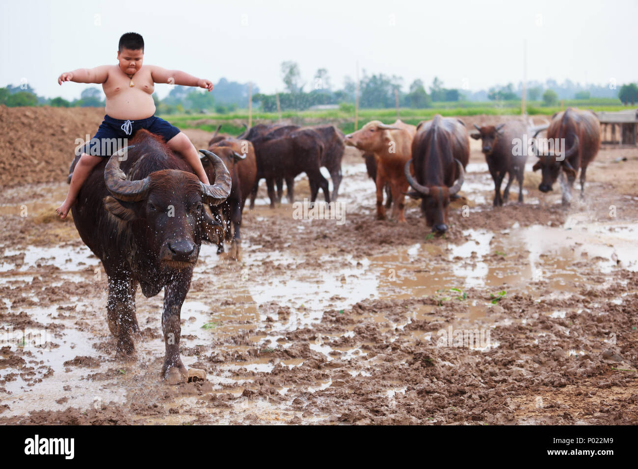 Thailand Rural Traditional Scene, Thai farmer shepherd boy is riding a ...