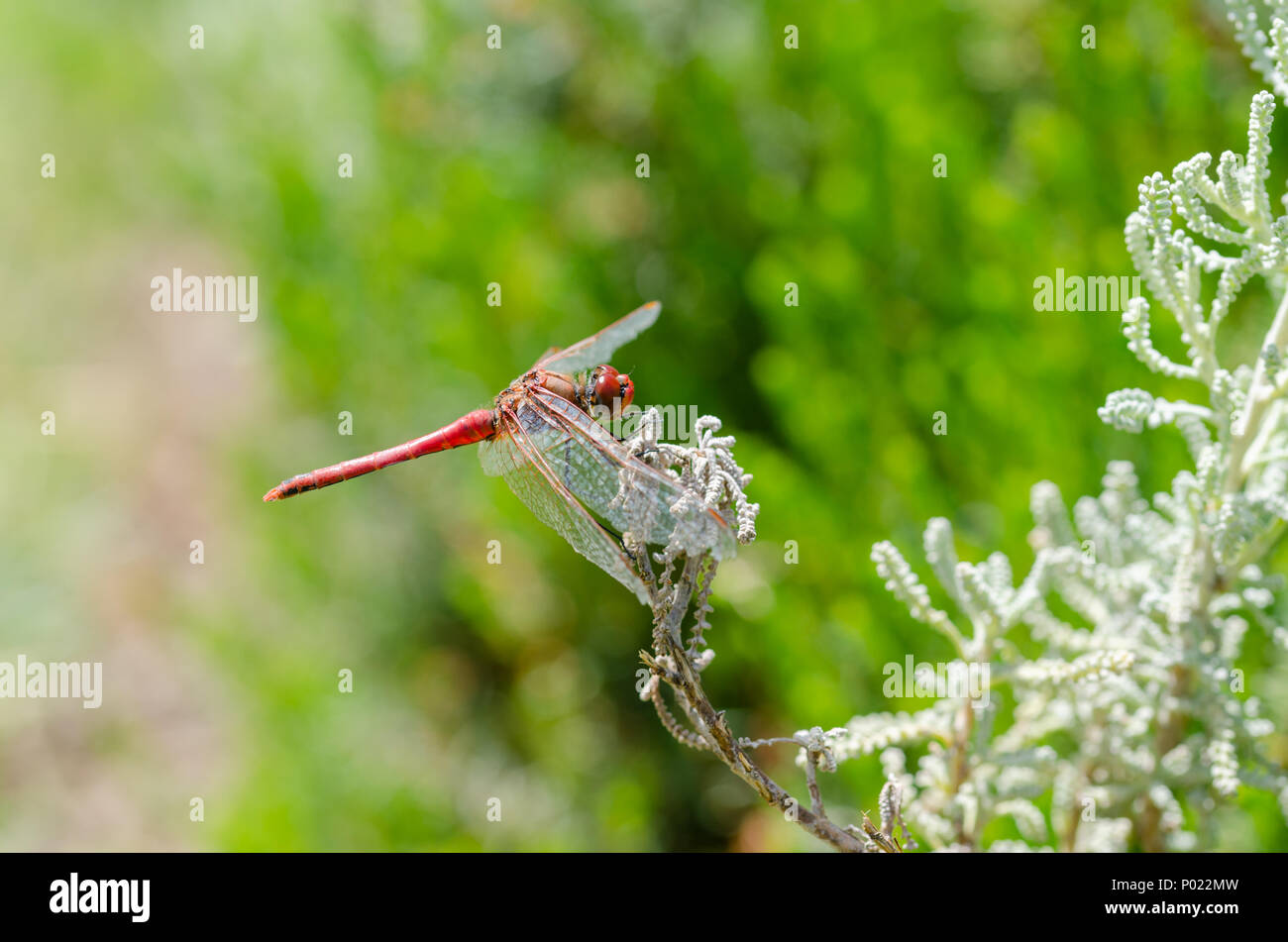 Dragon fly helicopter bug on hi-res stock photography and images - Alamy