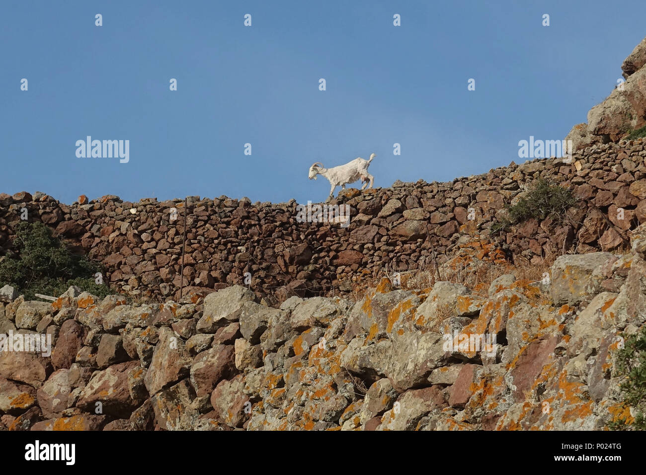Goat feet hi-res stock photography and images - Alamy