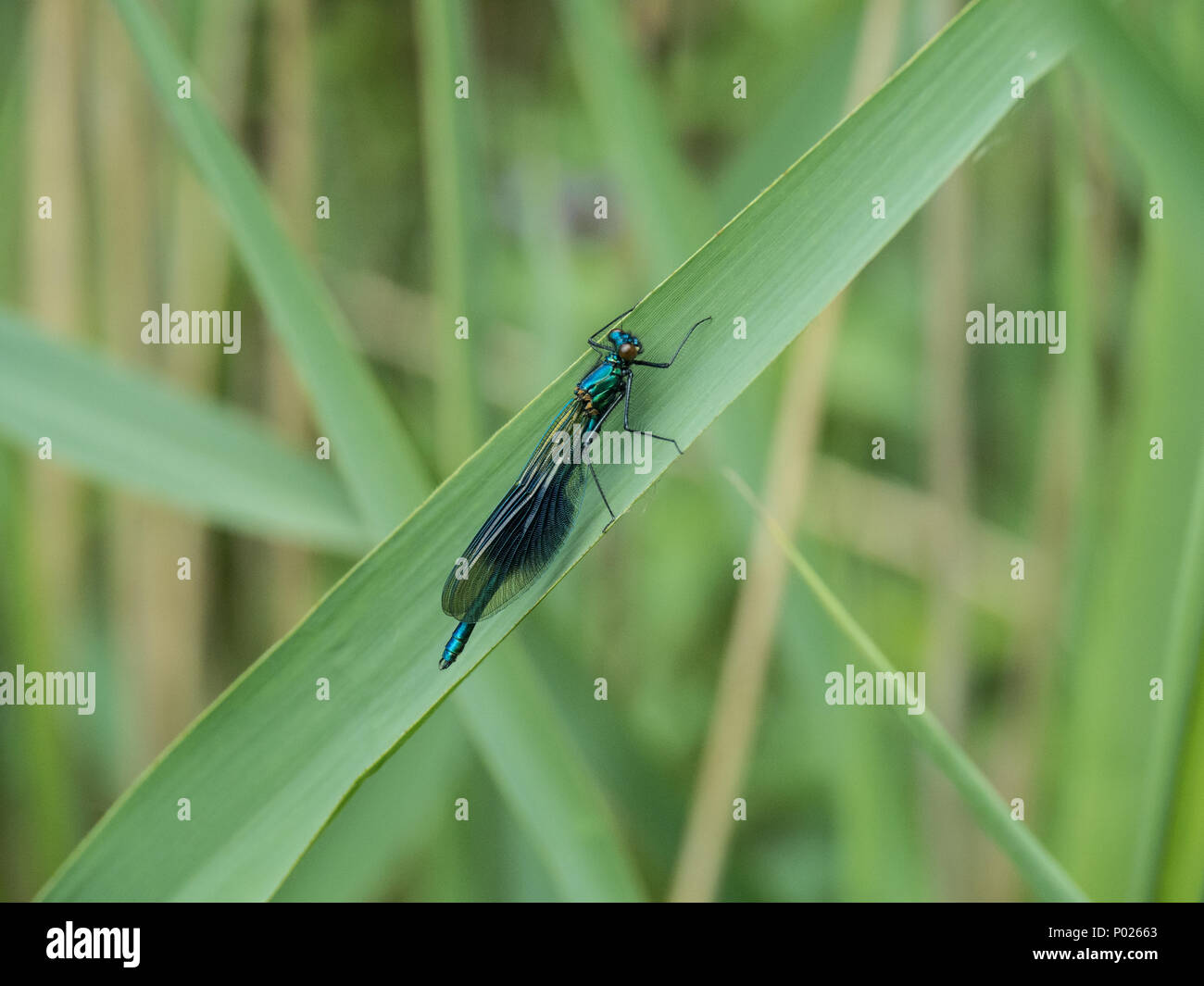 Dark blue metallic damselfly hi-res stock photography and images - Alamy
