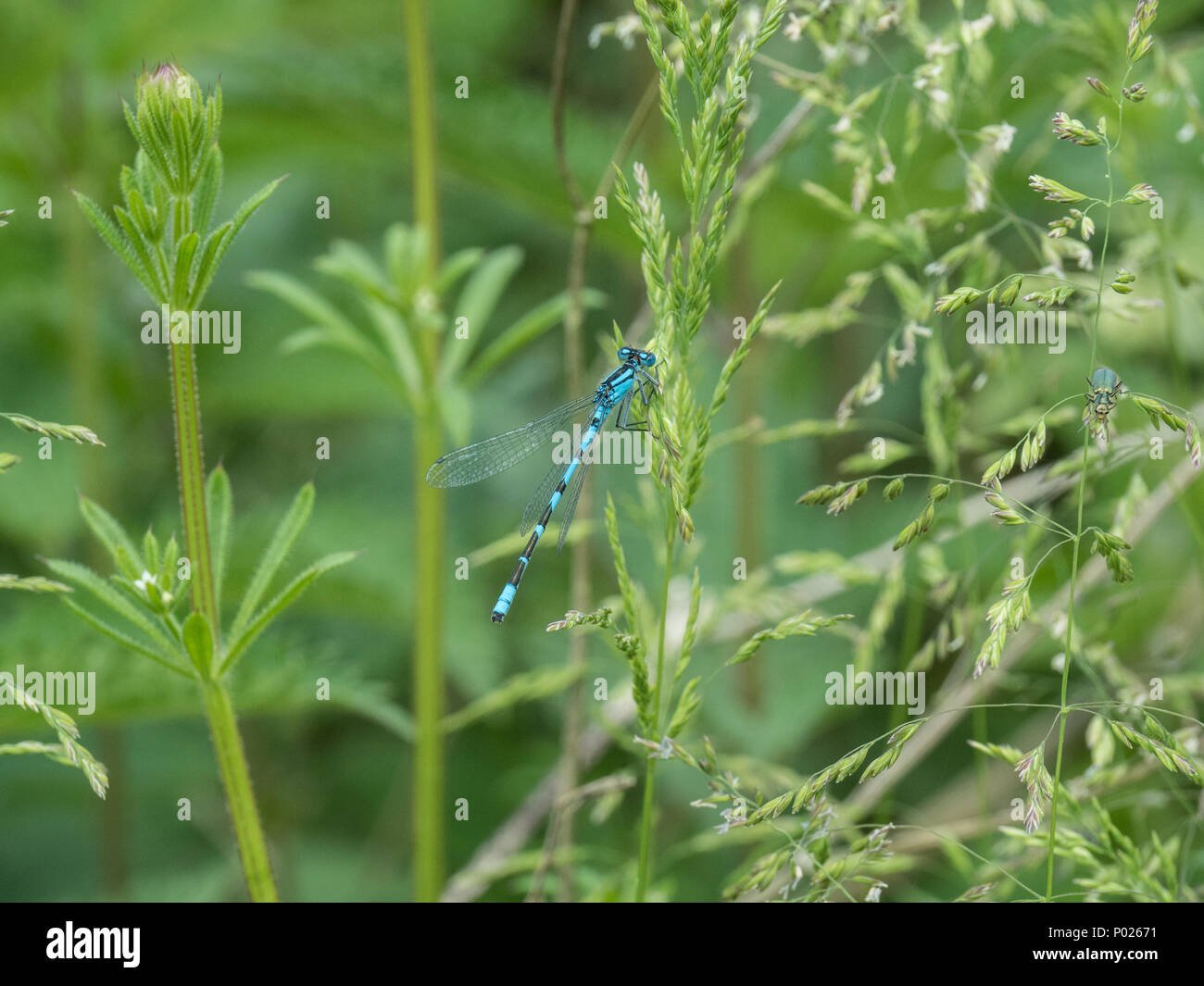 Pale blue damselfly hi-res stock photography and images - Alamy