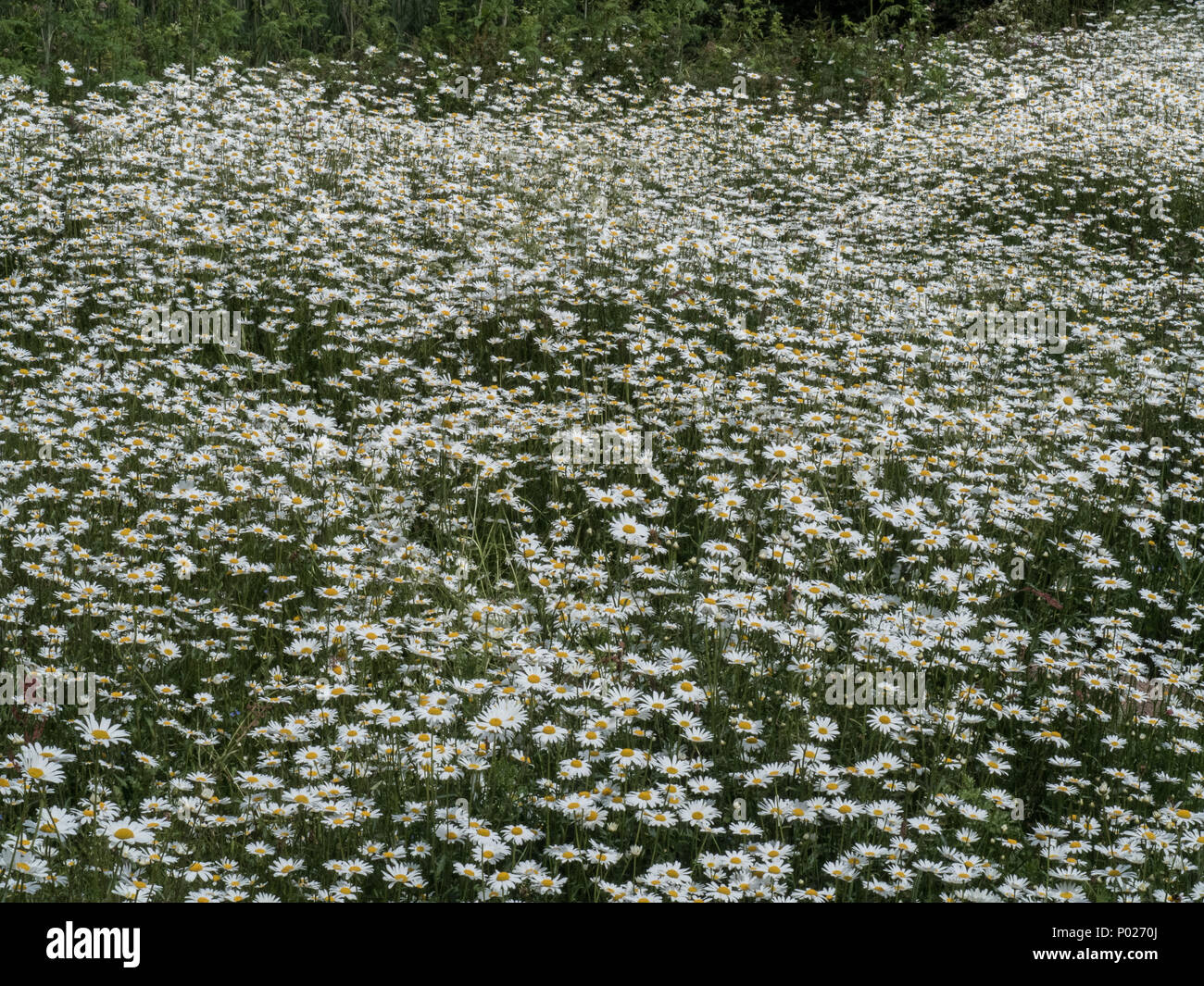 Large white daisy flowers hi-res stock photography and images - Alamy