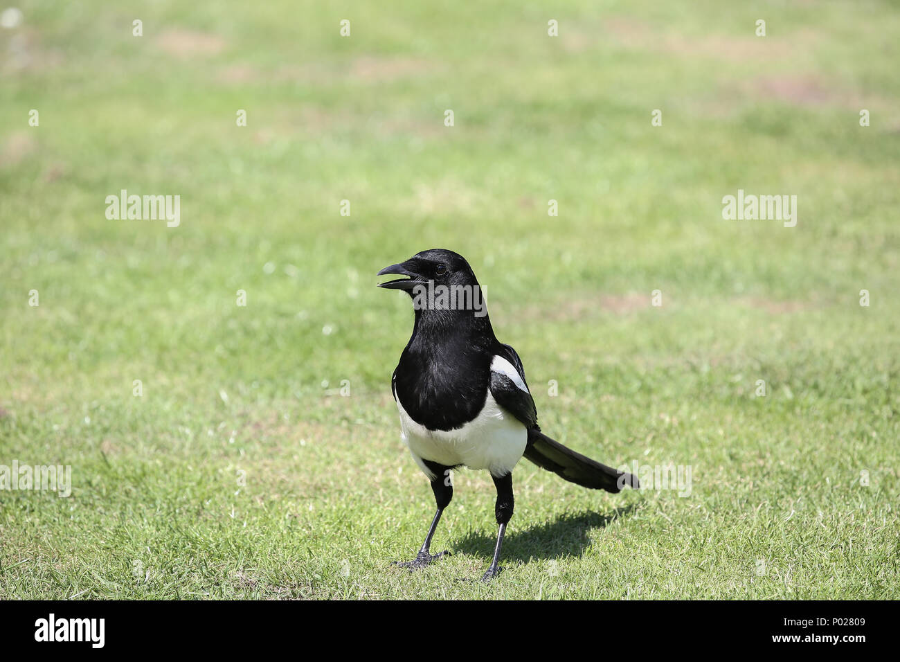 Magpies in the garden hi-res stock photography and images - Alamy