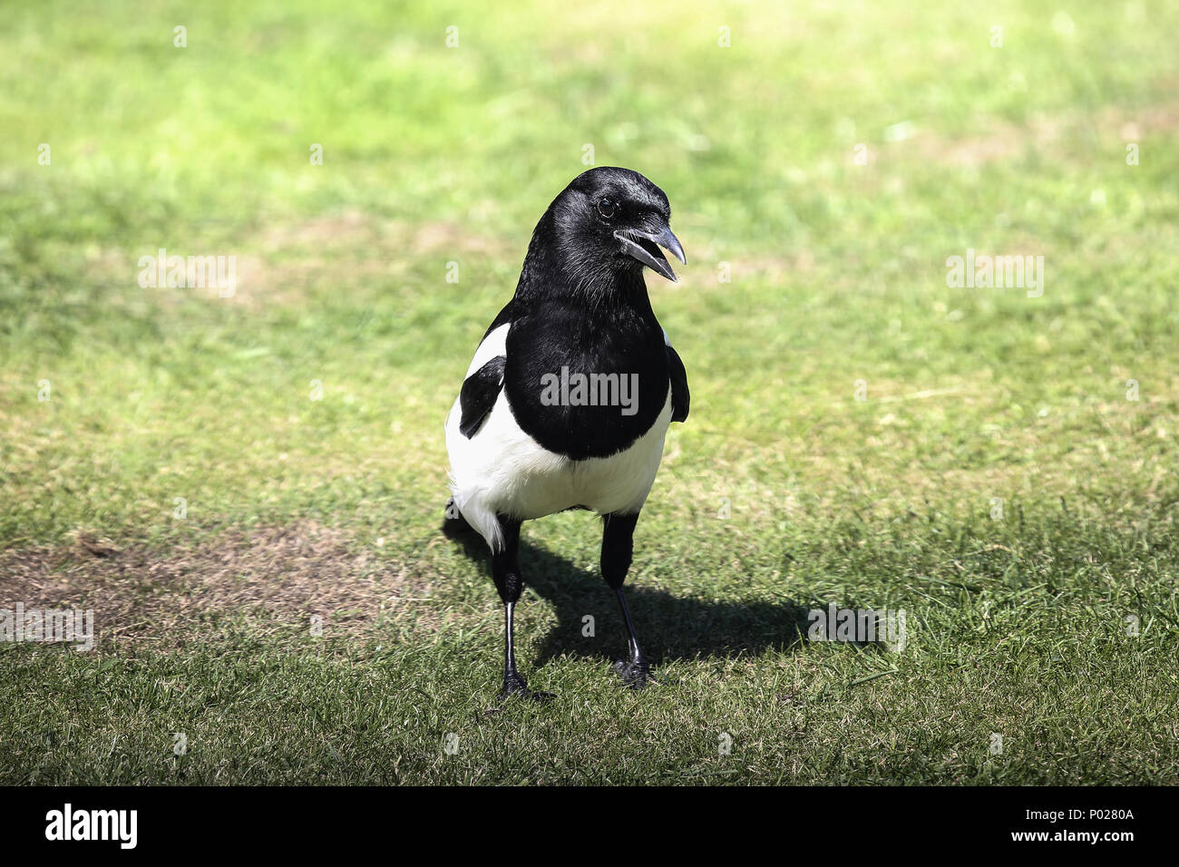 Magpies in the garden hi-res stock photography and images - Alamy