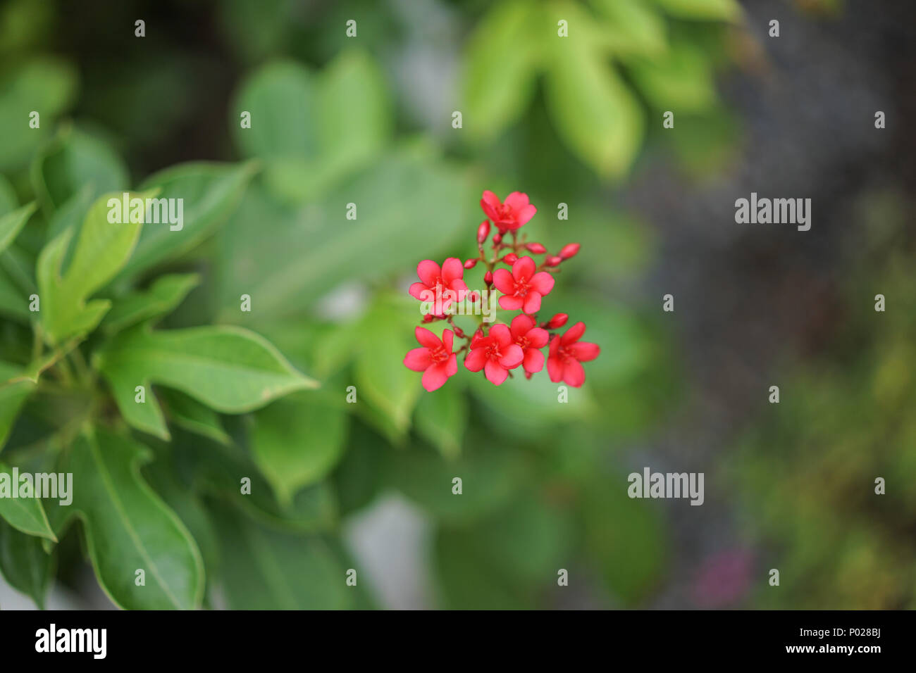 Purple Noon Flower High Resolution Stock Photography and Images - Alamy