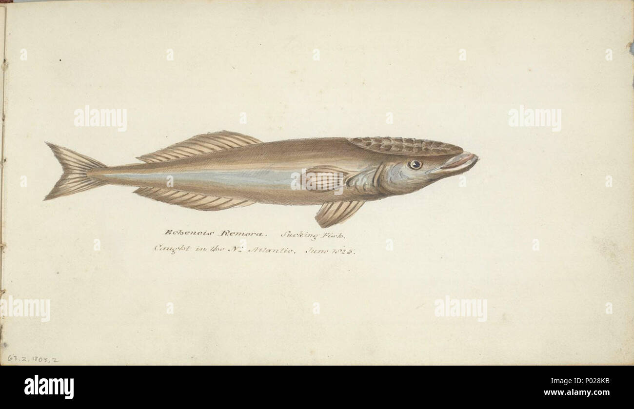 Remora Fish Drawing