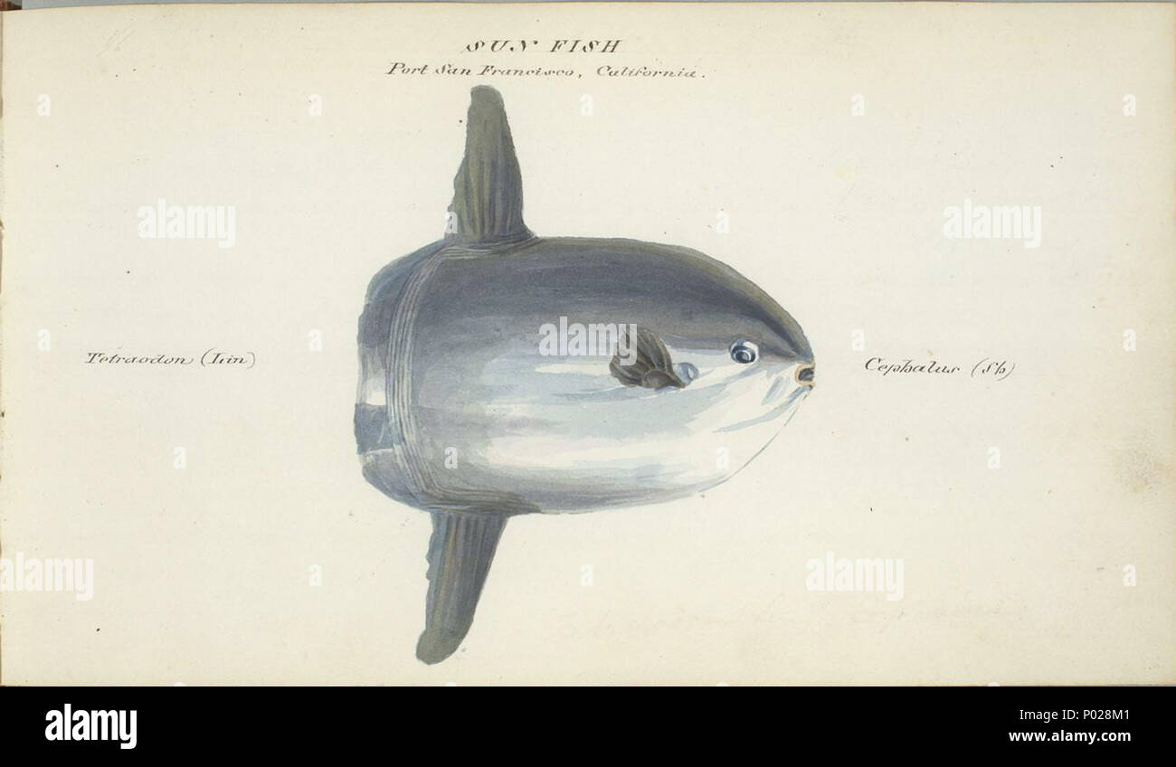 California dimensions hi-res stock photography and images - Alamy