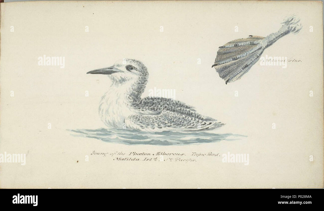 Matilda island hi-res stock photography and images - Alamy