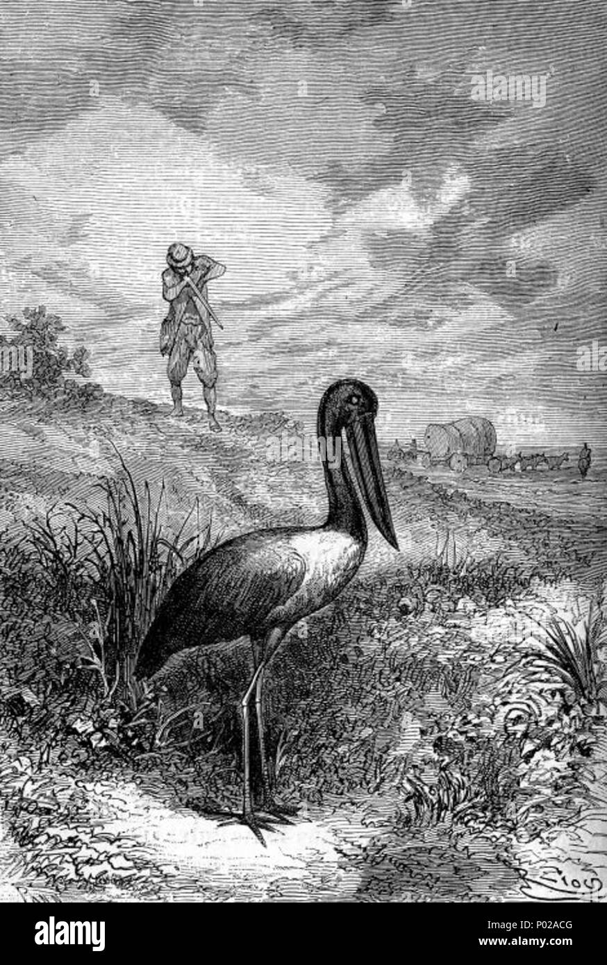 8 'The Children of Captain Grant' by Édouard Riou 095 Stock Photo - Alamy