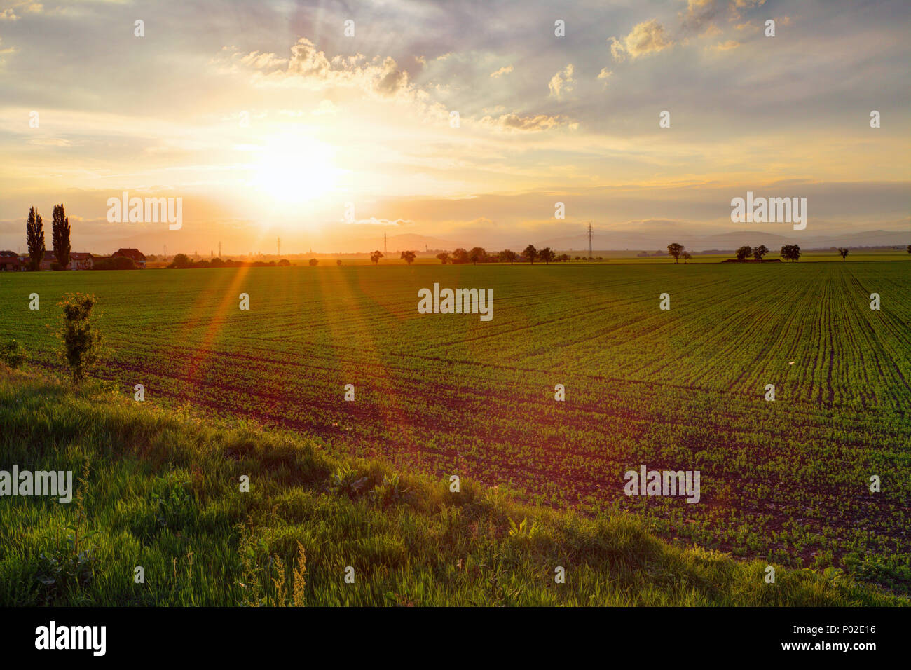 Gree field at sunset Stock Photo - Alamy
