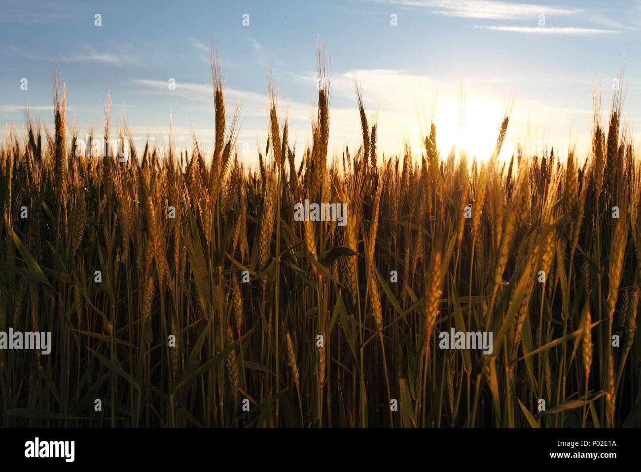 Grain sunset hi-res stock photography and images - Alamy