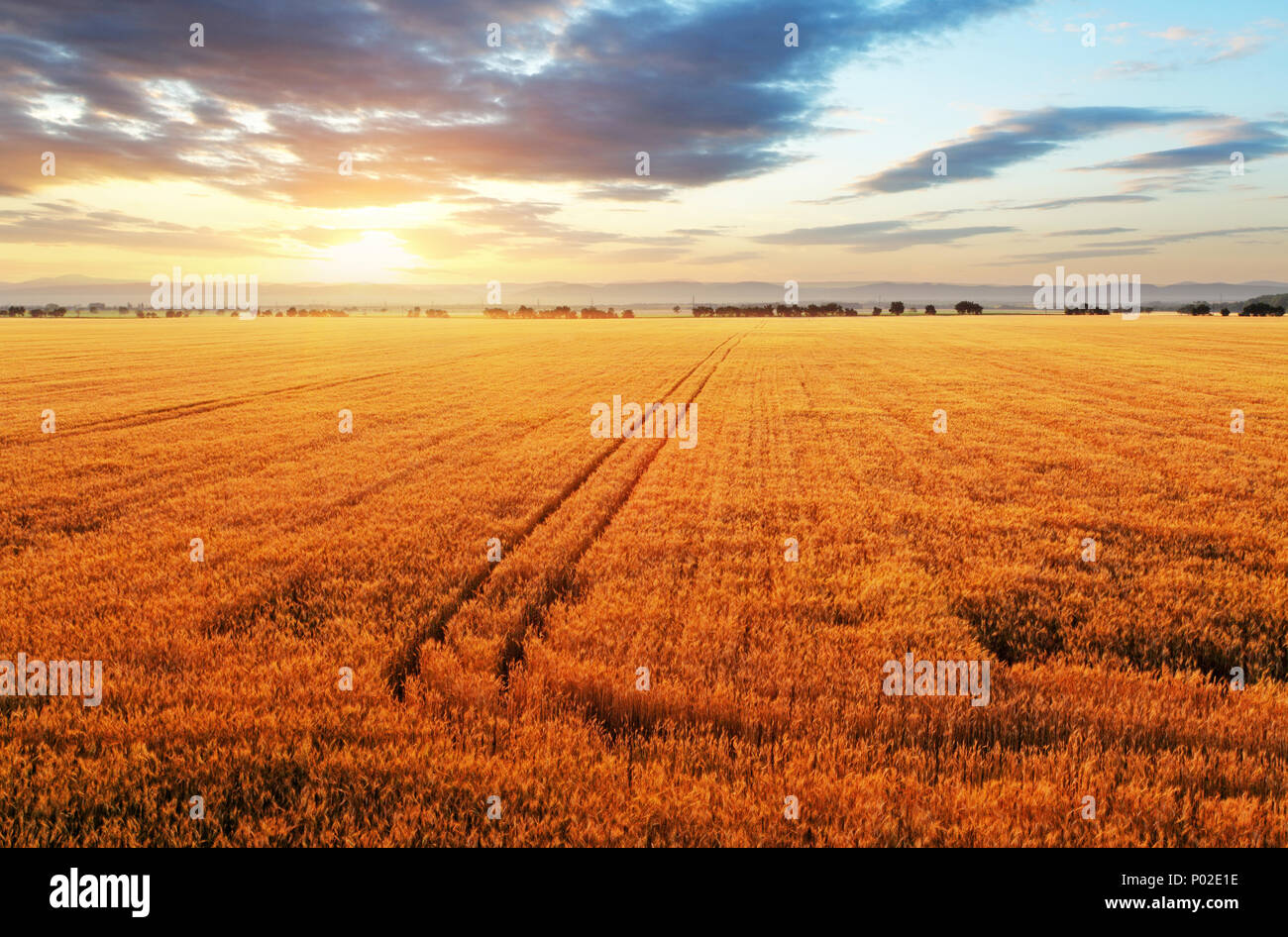 Sunset over wheat field Stock Photo - Alamy
