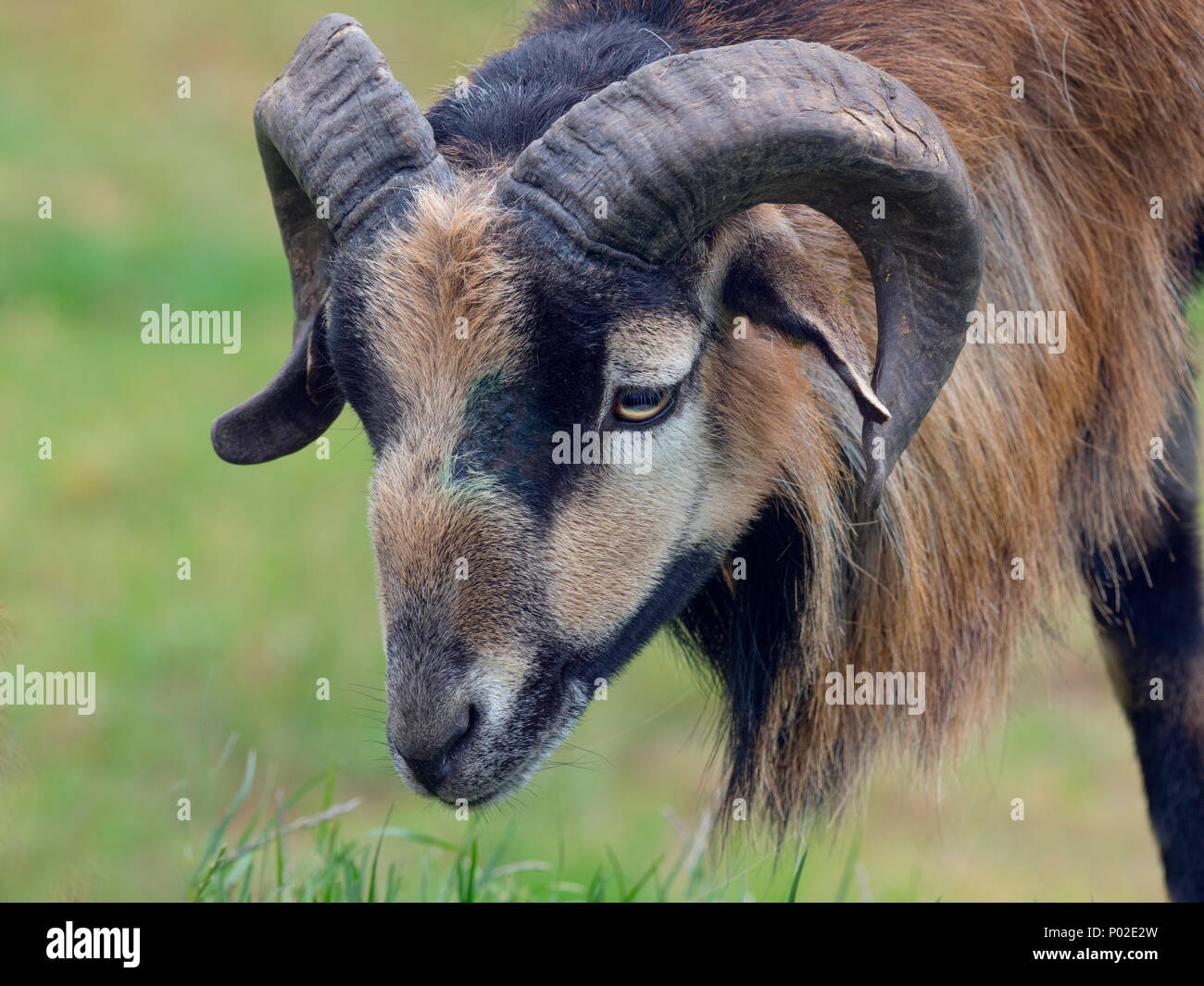 African Sheep High Resolution Stock Photography and Images - Alamy