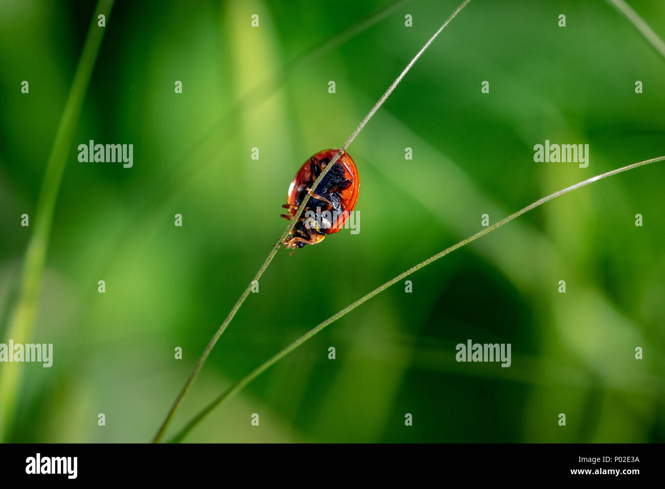 Ladybird crawling along a thing blade of grass, Epping, Essex, UK Stock ...
