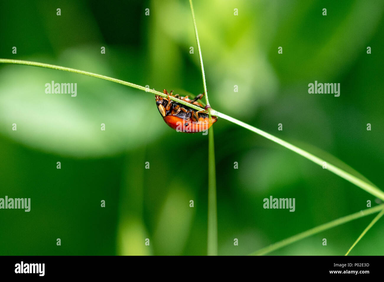 Ladybird crawling along a thing blade of grass, Epping, Essex, UK Stock ...