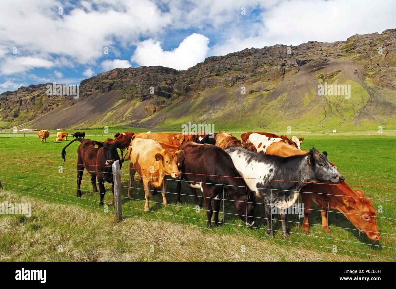 Dairy cow iceland hi-res stock photography and images - Alamy