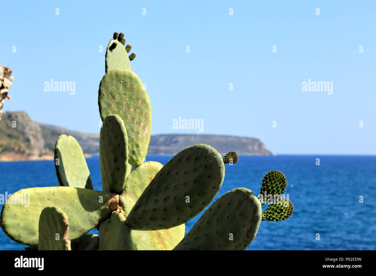 Spineless cactus hi-res stock photography and images - Alamy