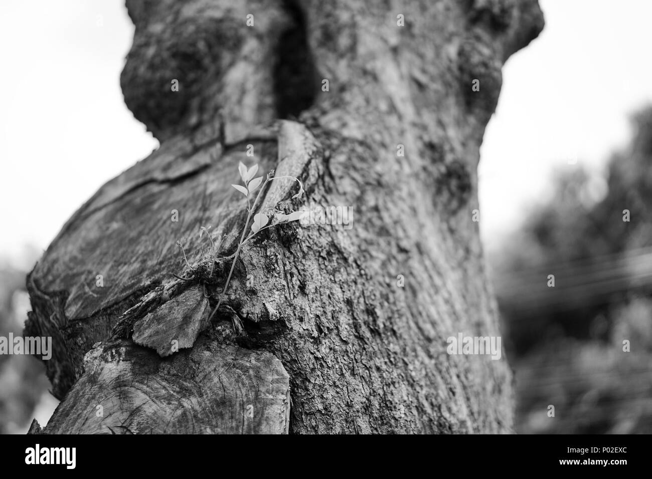 Young growing leaves on Black and White Stock Photos & Images - Alamy