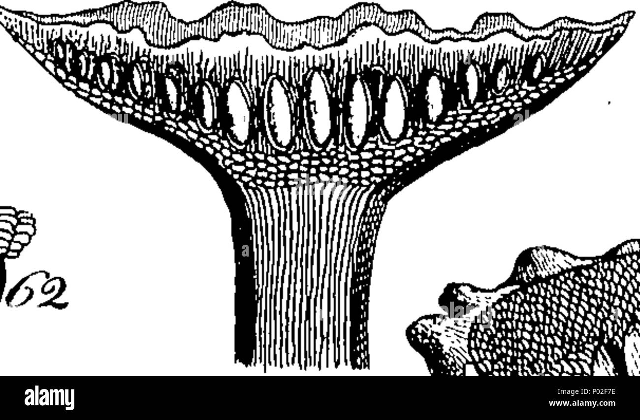 Botanical medical study plants Black and White Stock Photos & Images ...