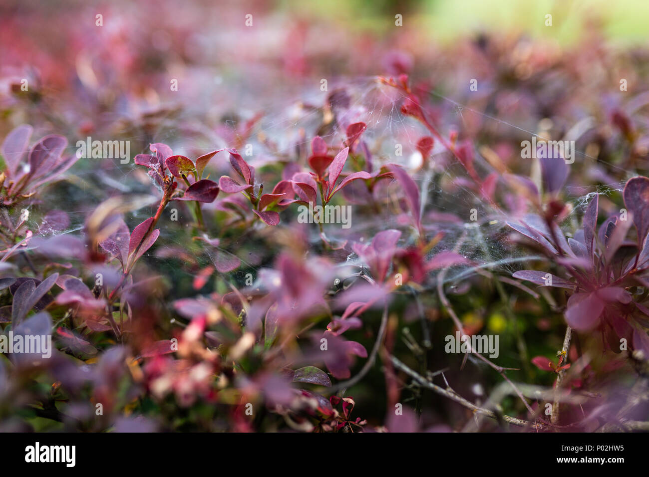 Spider tarsus hi-res stock photography and images - Alamy