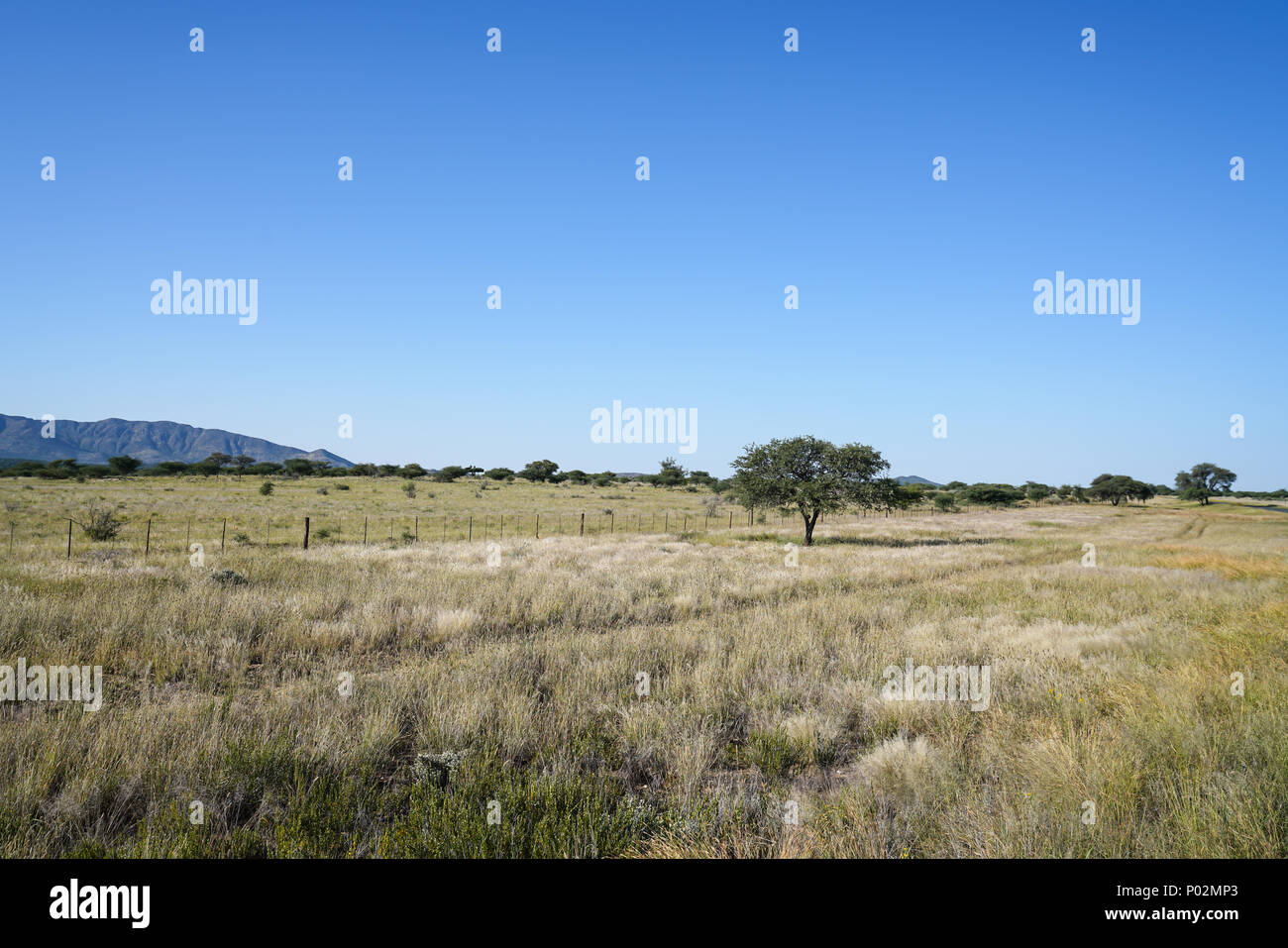 Typically African landscape from roadside with acacia tree , dry grass ...
