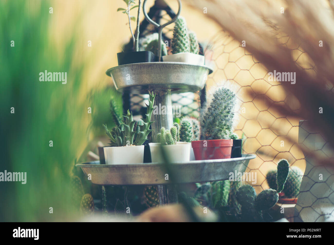 cactus in coffee cafe Stock Photo - Alamy