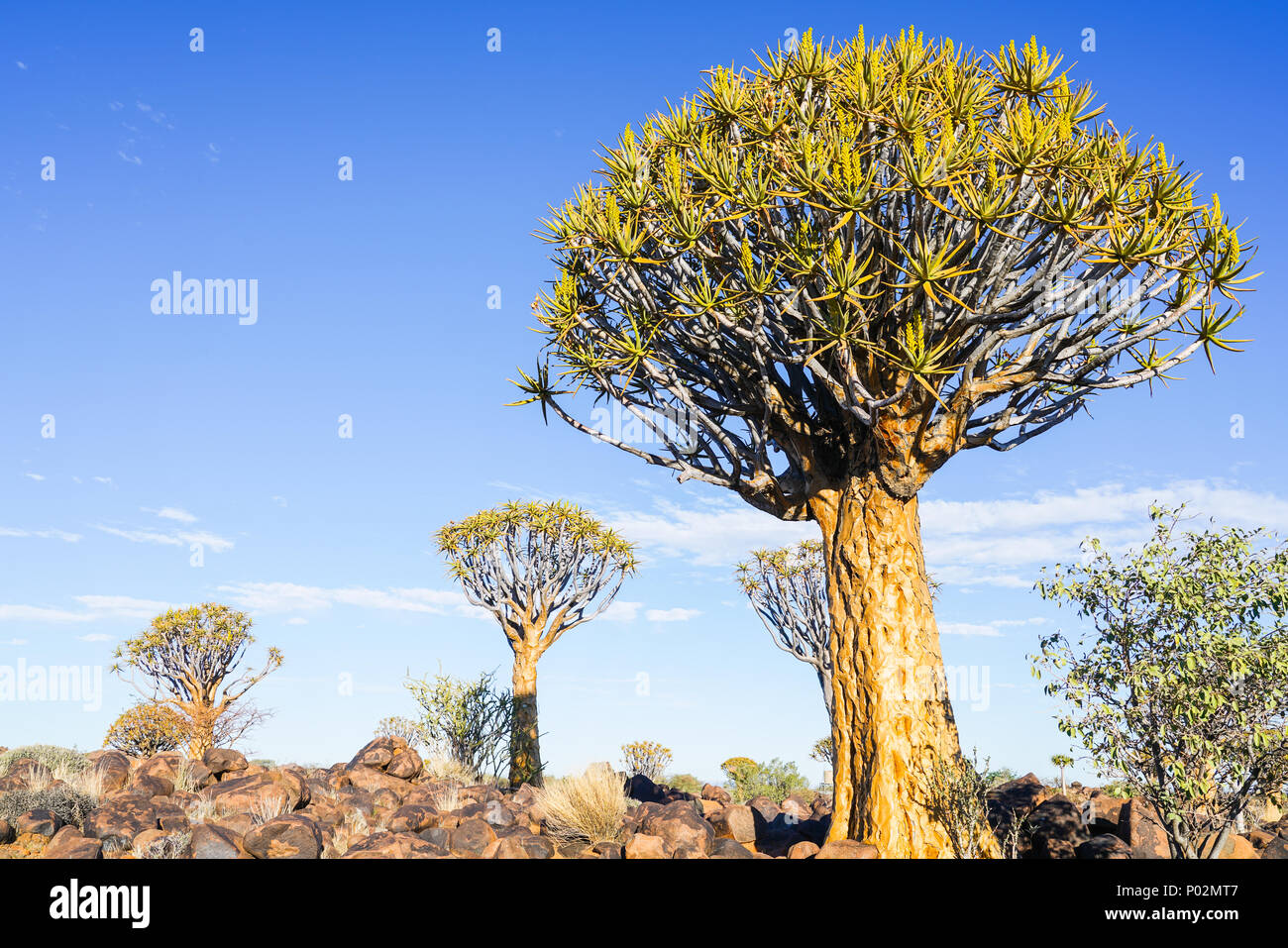 Namibia Quiver Tree Forest landscape at Keetmanshoop Stock Photo - Alamy