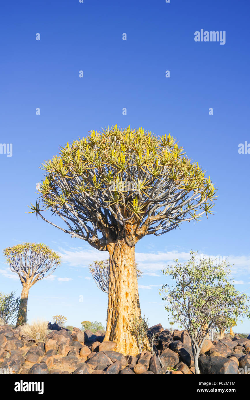 Namibia Quiver Tree Forest landscape at Keetmanshoop Stock Photo - Alamy