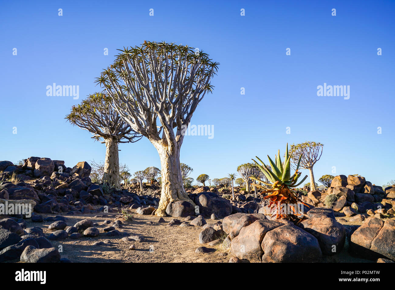 Namibia Quiver Tree Forest landscape at Keetmanshoop Stock Photo - Alamy