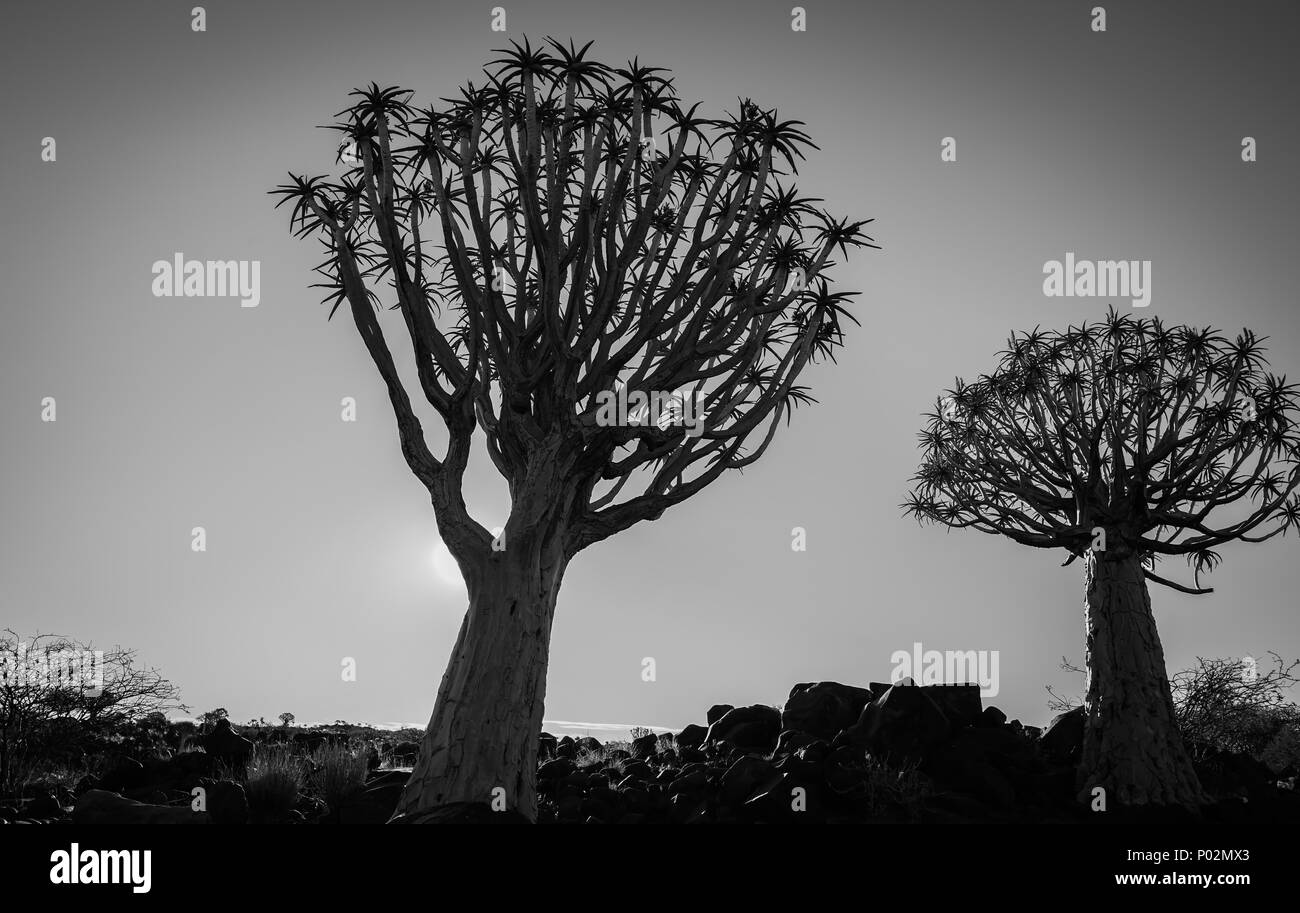 Quiver tree silhouette Black and White Stock Photos & Images - Alamy