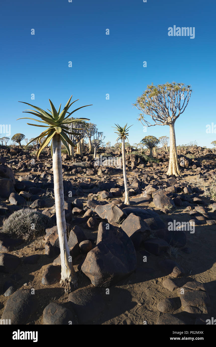 Namibia Quiver Tree Forest landscape at Keetmanshoop Stock Photo - Alamy