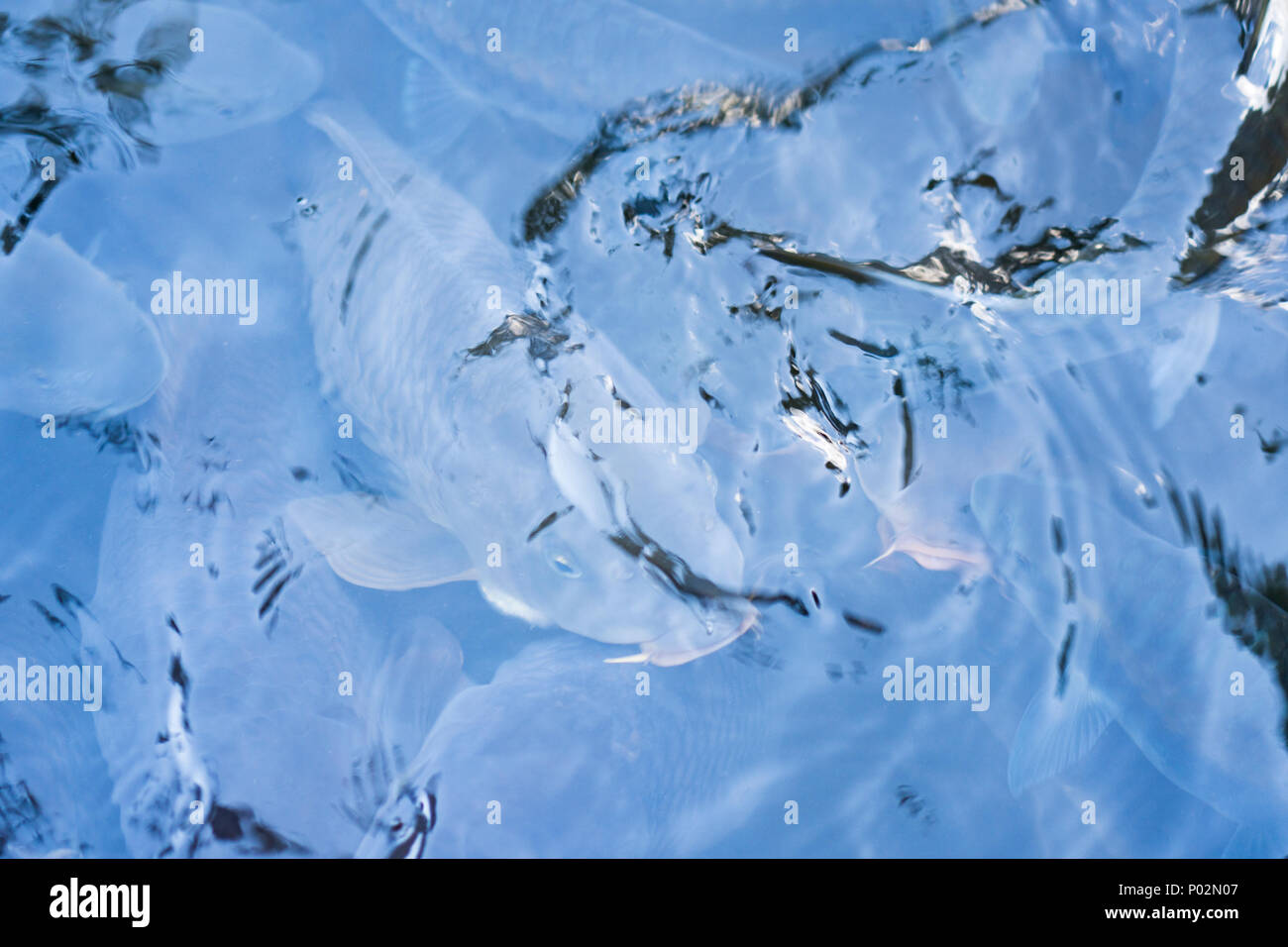 Beautiful big carp swimming underwater hi-res stock photography and ...