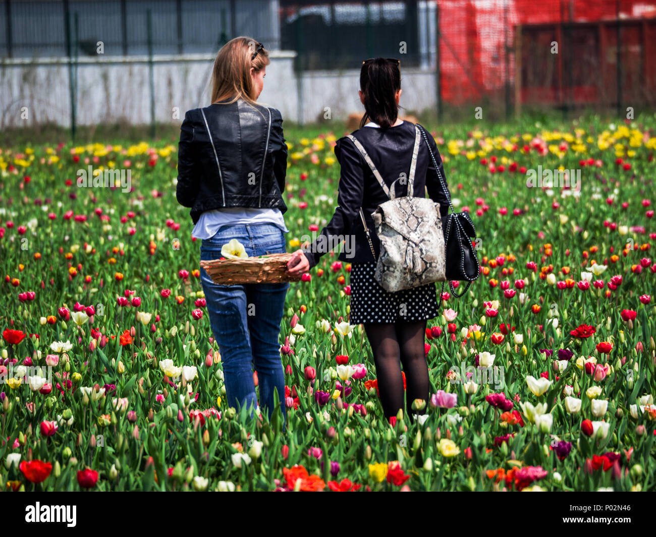 Women collect flowers hi-res stock photography and images - Alamy