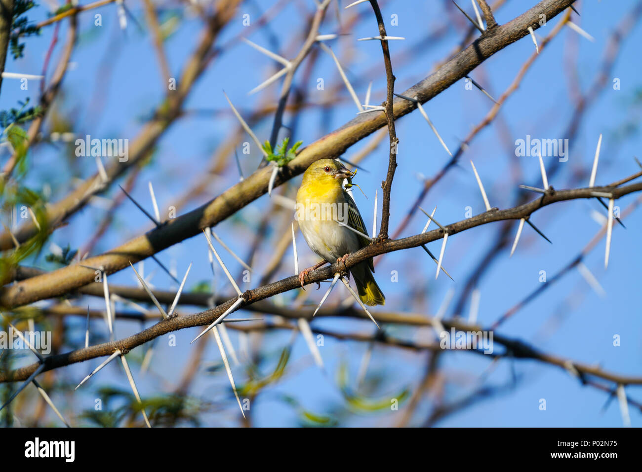 Southern Masked Weaver female with praying mantis in beak perched ...