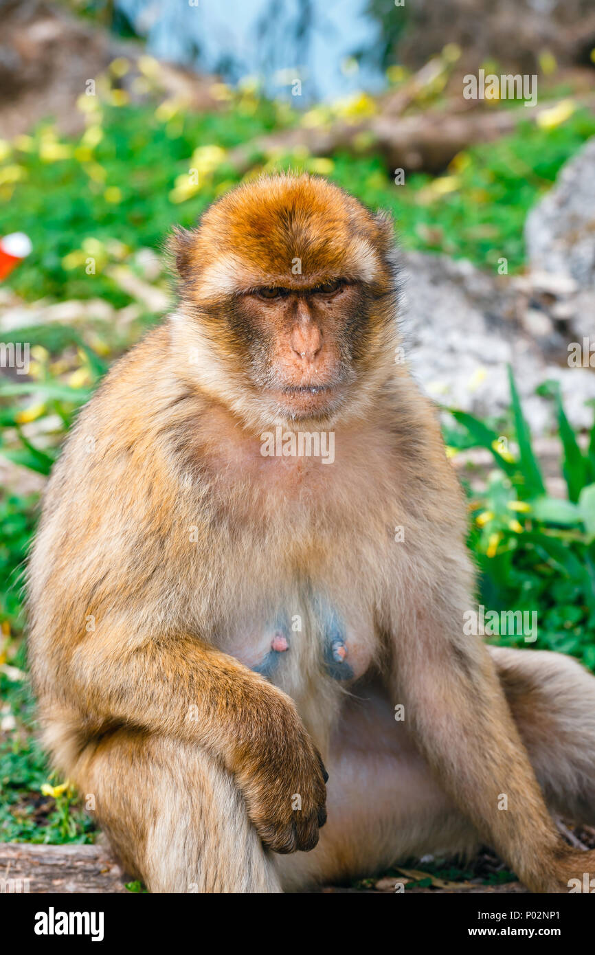 Portrait of a wild female macaque. Macaques are one of the most famous ...