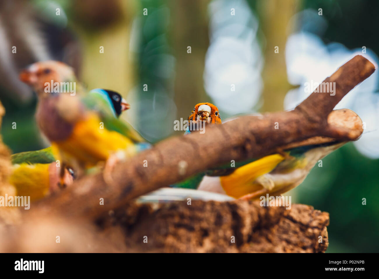 The Lady Gouldian finch, Erythrura gouldiae, close up Stock Photo - Alamy