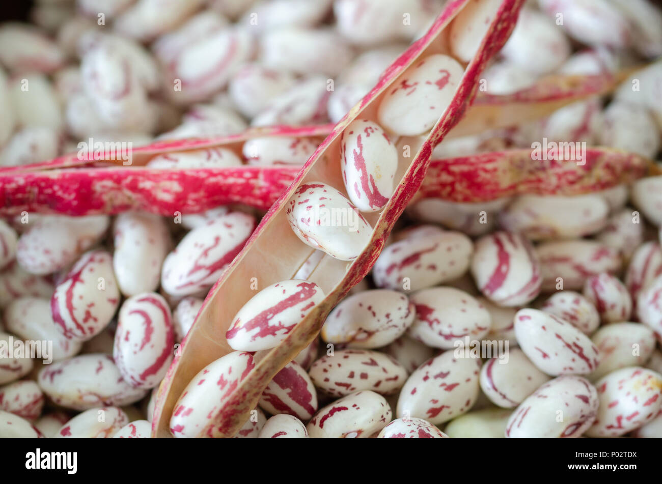 Red kidney bean field hi-res stock photography and images - Alamy
