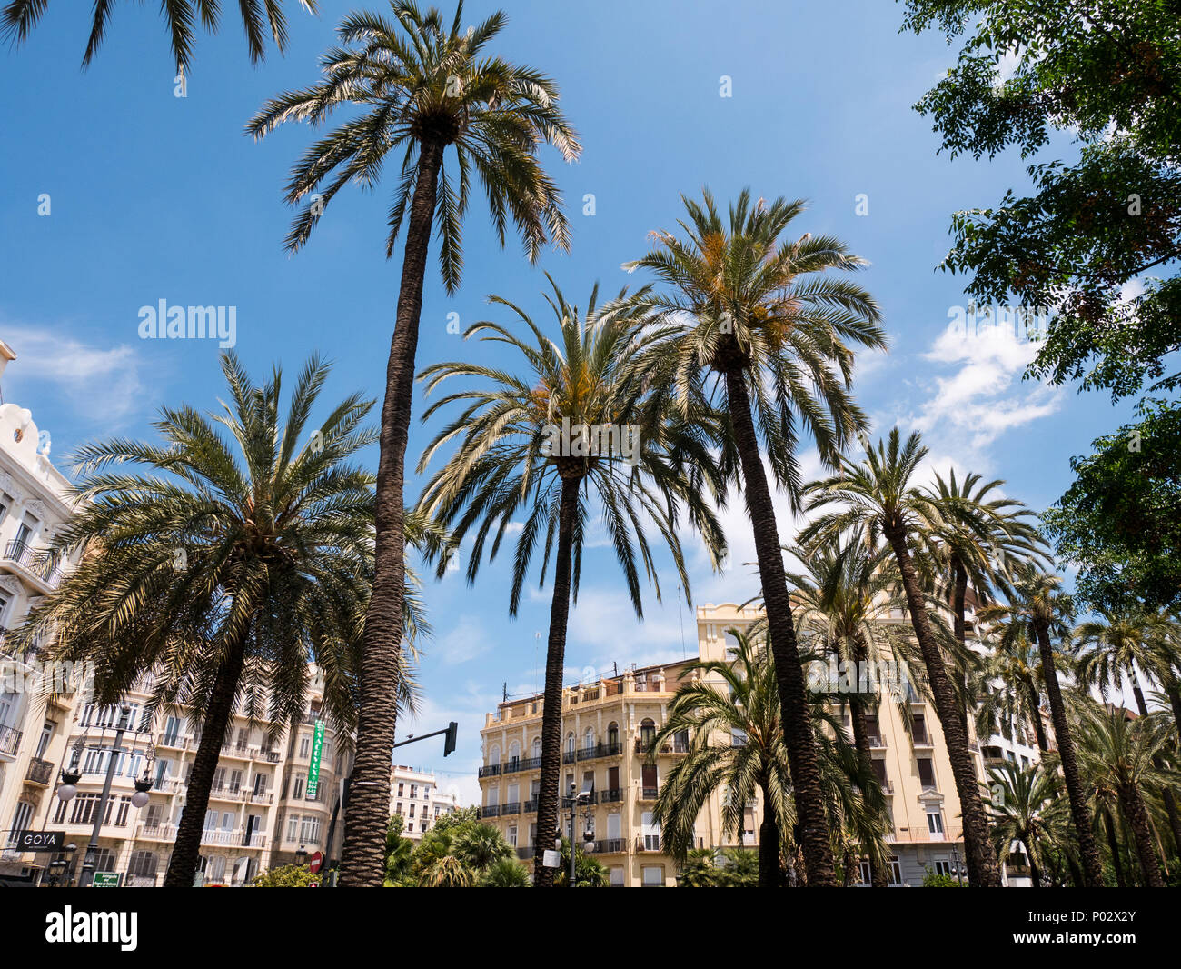Valencia palm tree hi-res stock photography and images - Alamy