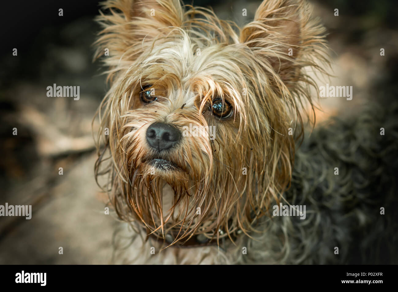 Are Yorkshire Terriers Intelligent Dogs
