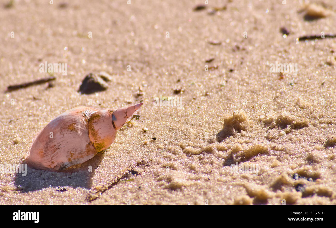 River shell background texture hi-res stock photography and images - Alamy
