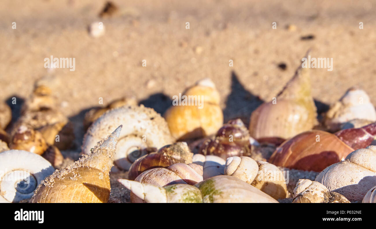 Shells lying on a beach sand. Summer background Stock Photo - Alamy