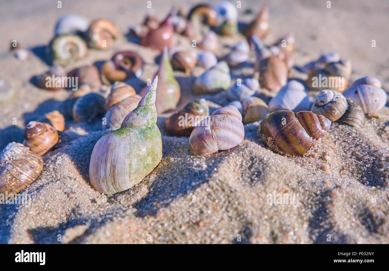 Different shells lies on a beach sand Stock Photo - Alamy