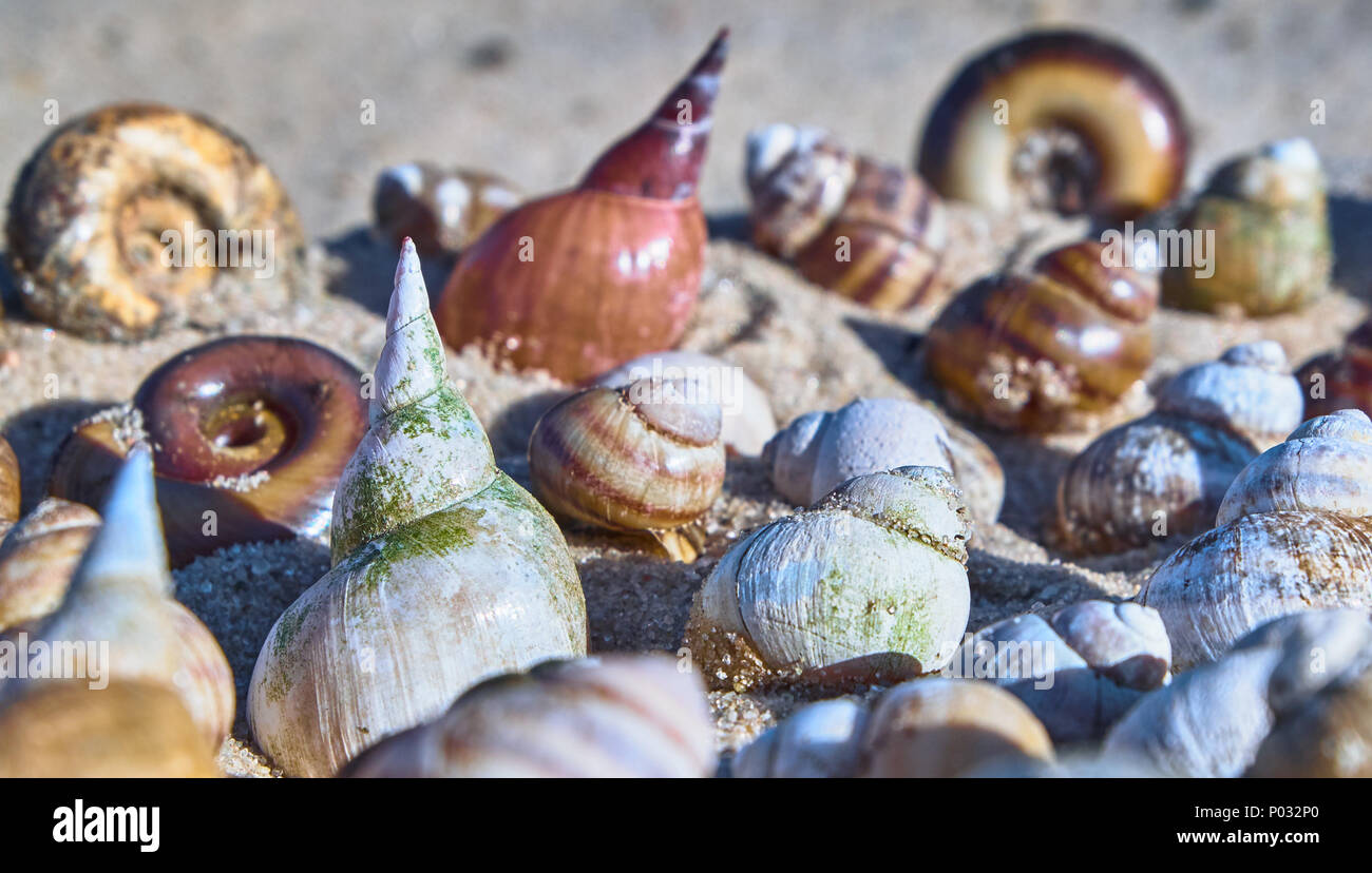 Seashell fossils hi-res stock photography and images - Alamy