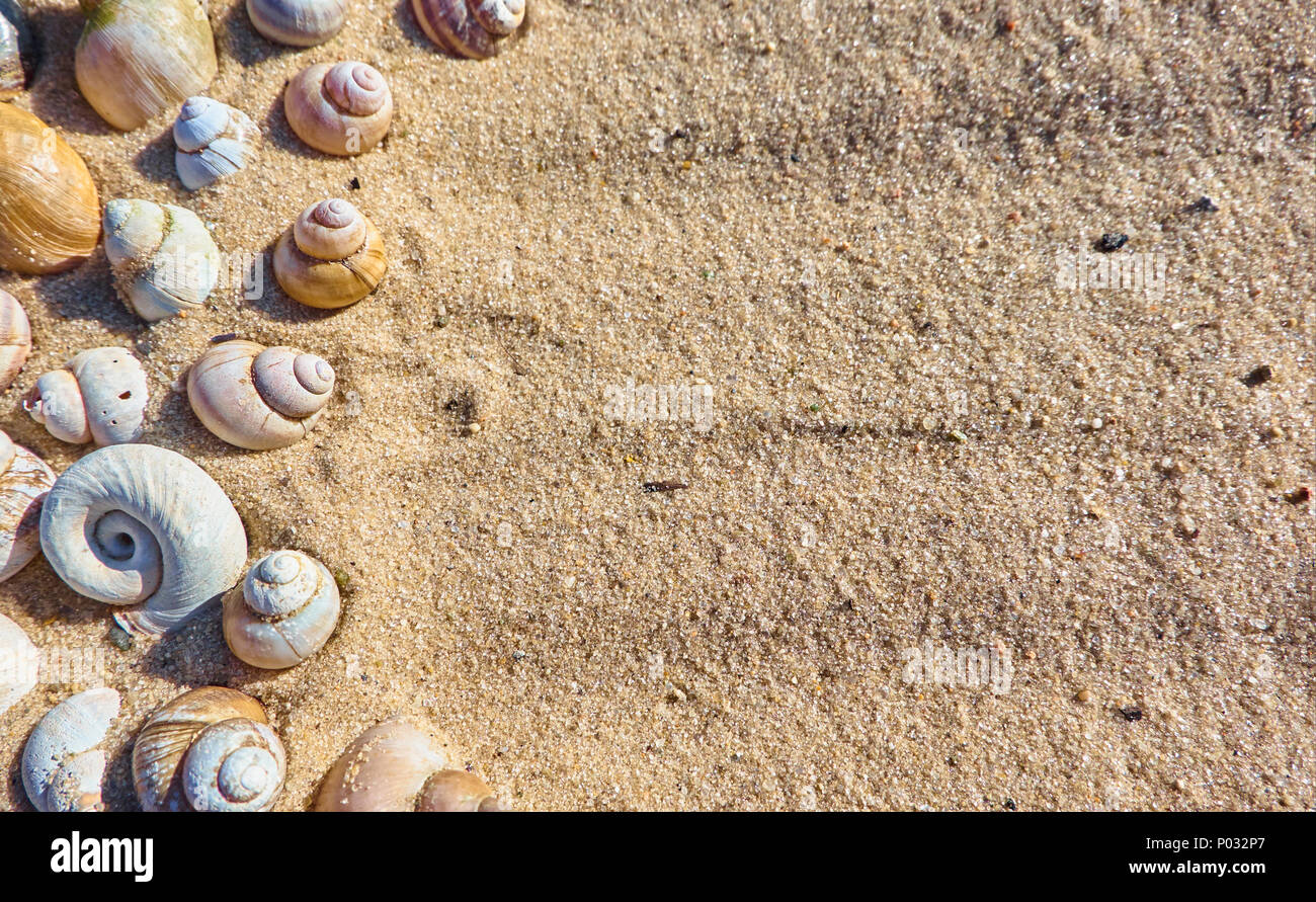 Summer sand background with different sea shells Stock Photo - Alamy