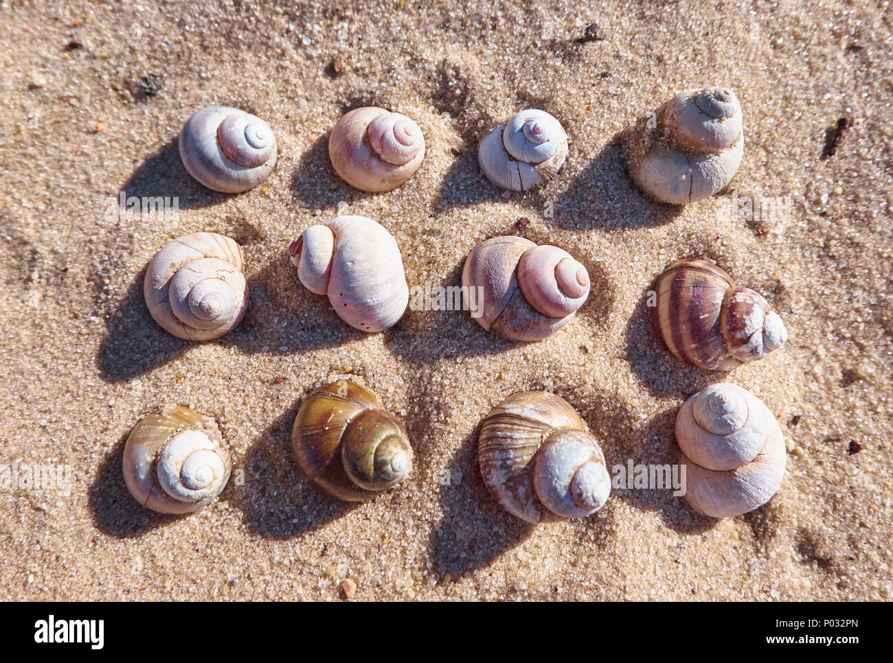 Beach sand and seashells background. Summer pattern from shells Stock ...