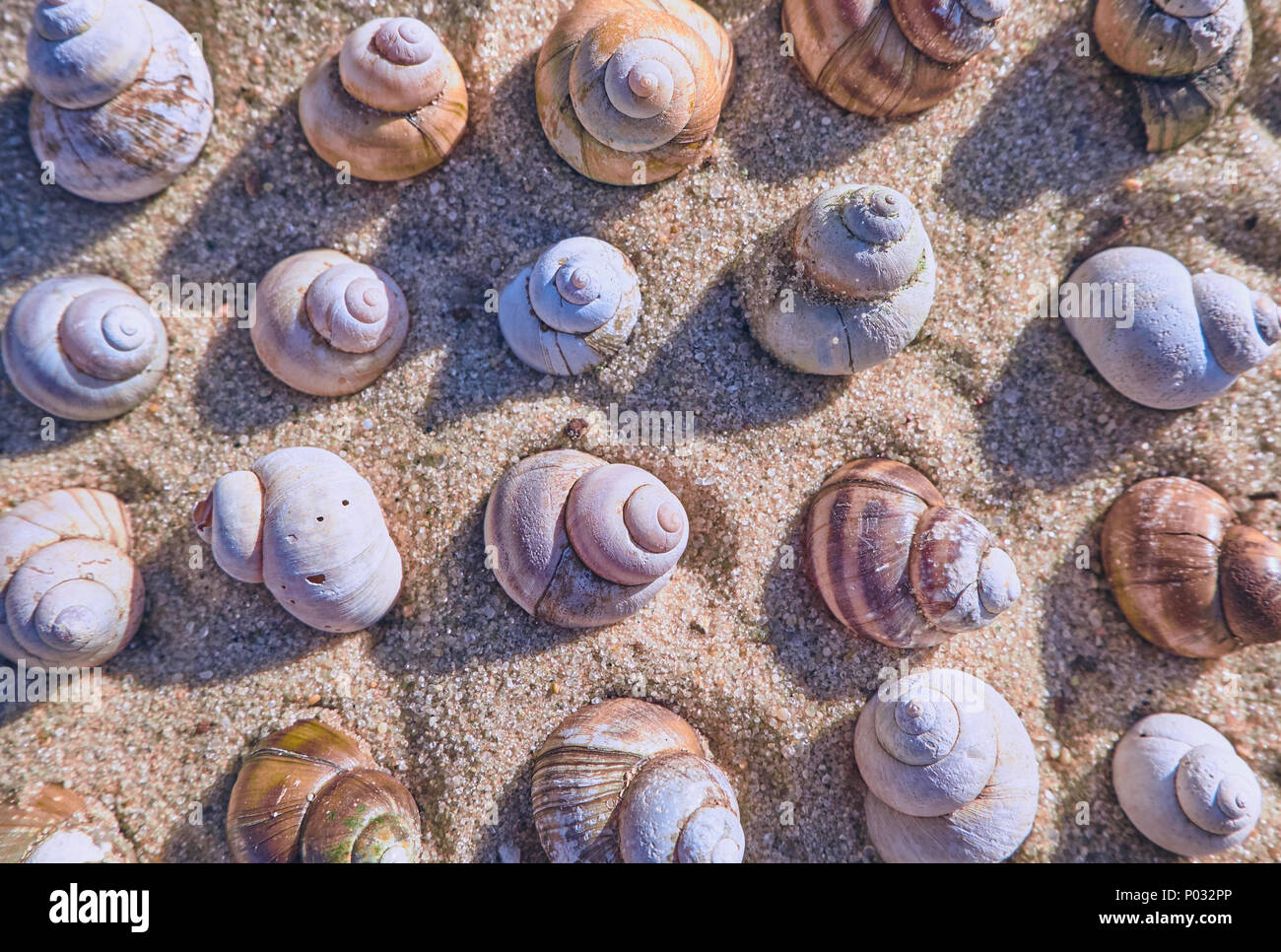 Summer pattern from seashells lying on a beach sand Stock Photo - Alamy