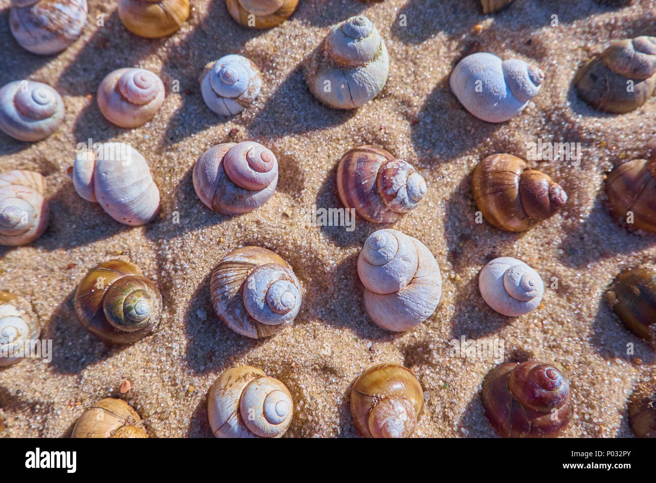 Summer pattern from seashells. Beach sand and shells background Stock ...