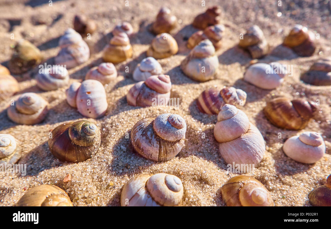 Summertime background with seashells and beach sand Stock Photo - Alamy