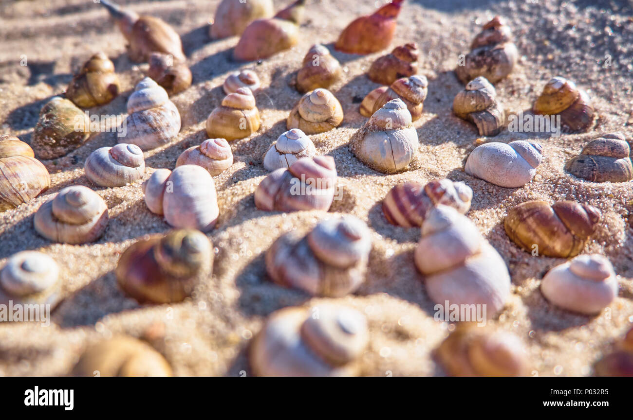 Seashells perspective background. Summer background with shells on a ...